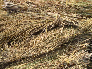Use GEMCO biomass pellet mill to make high quality biomass pellets